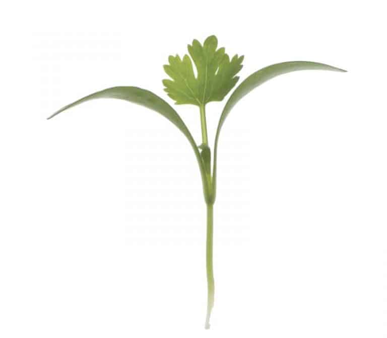 87 Types of Microgreens You can Grow Yourself with Ease