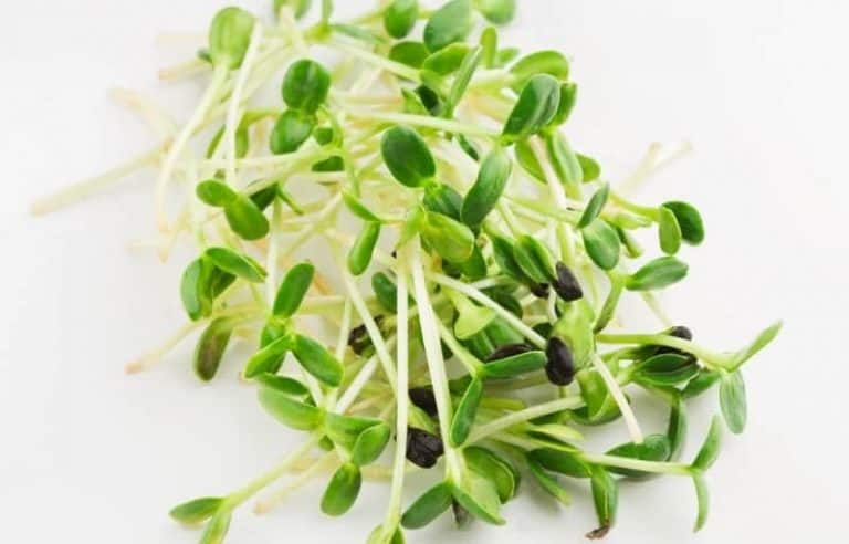 87 Types of Microgreens You can Grow Yourself with Ease