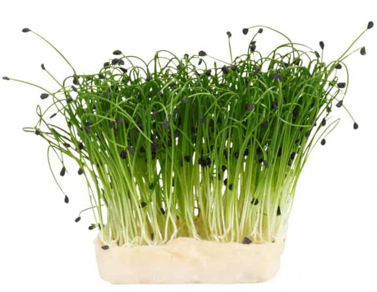 87 Types of Microgreens You can Grow Yourself with Ease