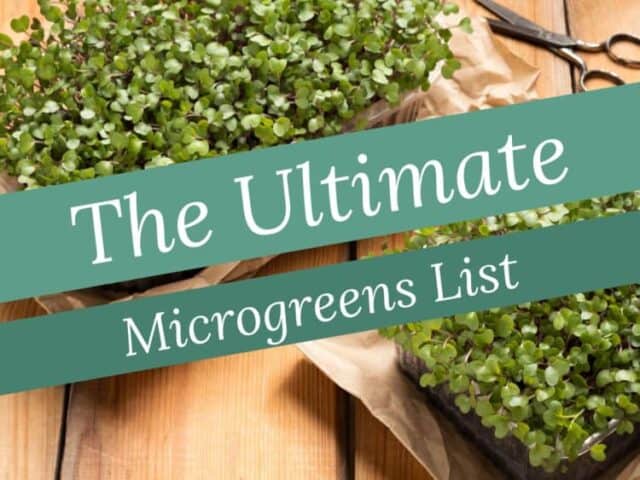 87 Types of Microgreens You can Grow Yourself with Ease