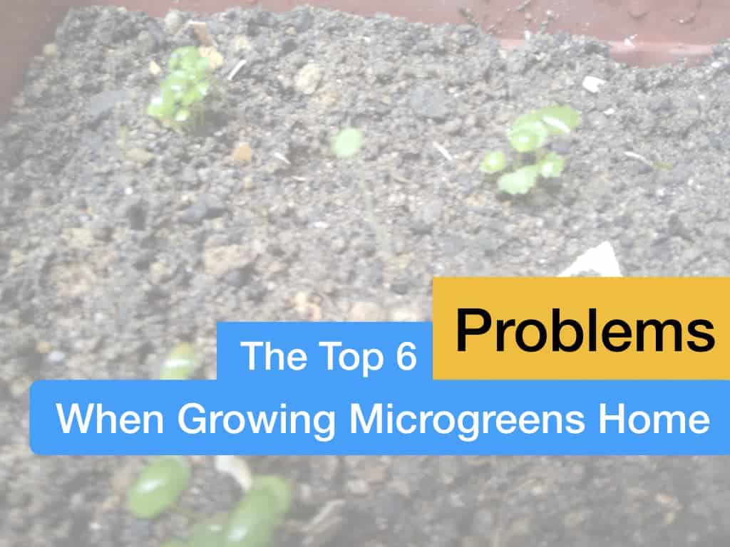 The 6 Problems When Growing Microgreens at Home