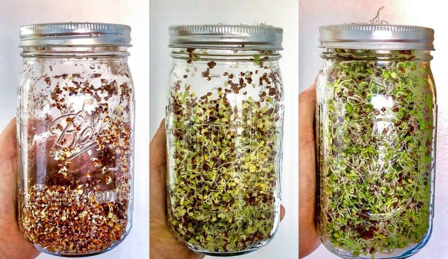 Microgreens vs. Sprouts: [11] Key Similarities & differences