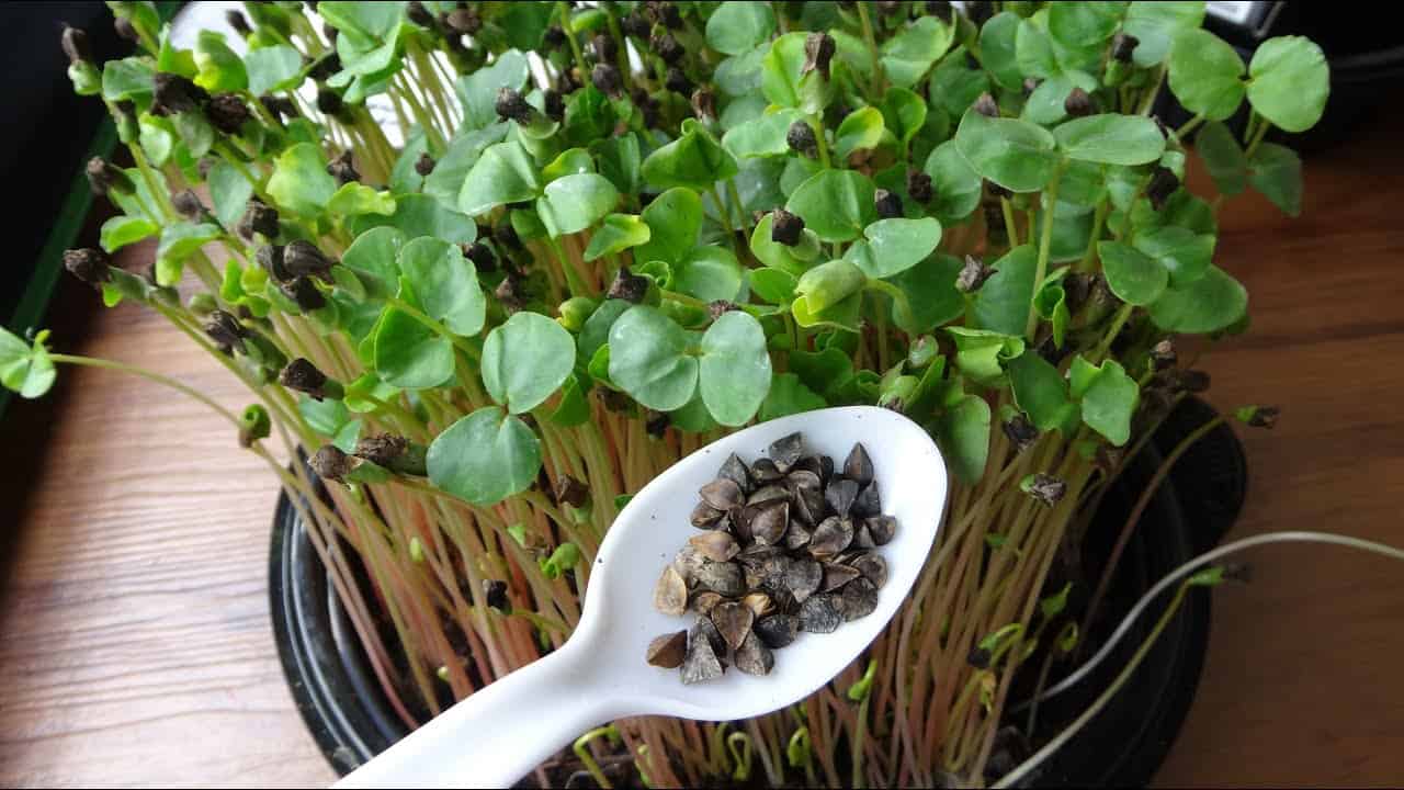 Top 5 Microgreens That Kill Cancer Cells — MicroVeggy