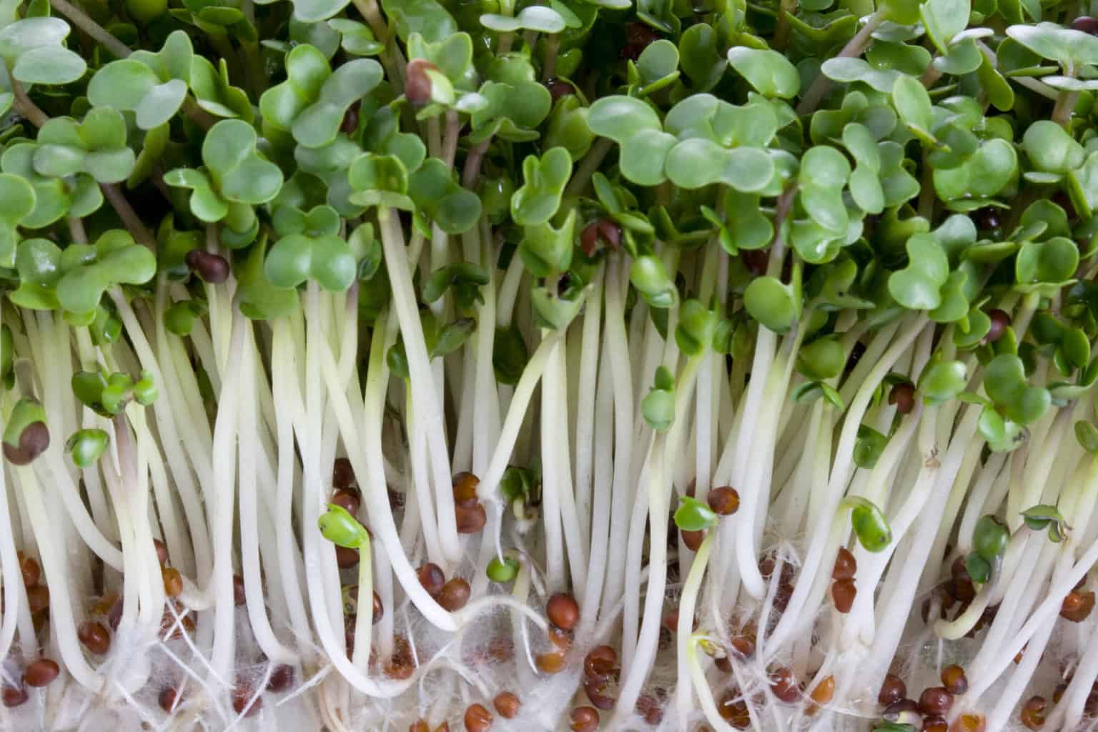 Broccoli Microgreens- An Easy Step-by-Step Guide to Growing Them