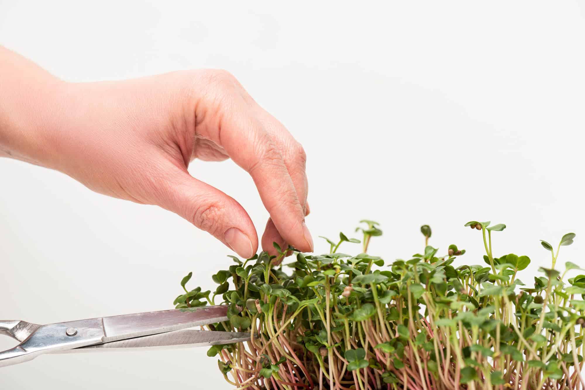 How To Grow Microgreens at Home: 10 Steps To Success