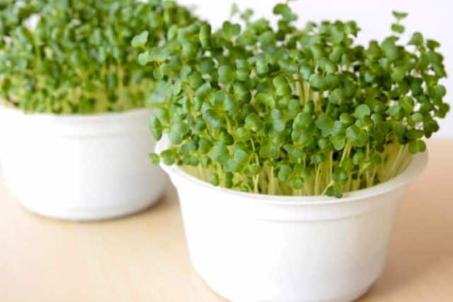 Broccoli Microgreens- An Easy Step-by-Step Guide to Growing Them