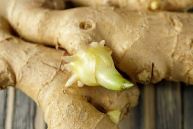 Planting Ginger: The Easiest Way to Grow Your Own