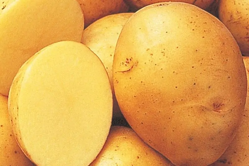 Where To Buy Seed Potatoes: 5 Exceptional Places You Can Find Them