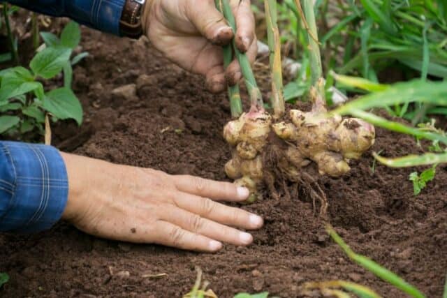 Planting Ginger: The Easiest Way to Grow Your Own