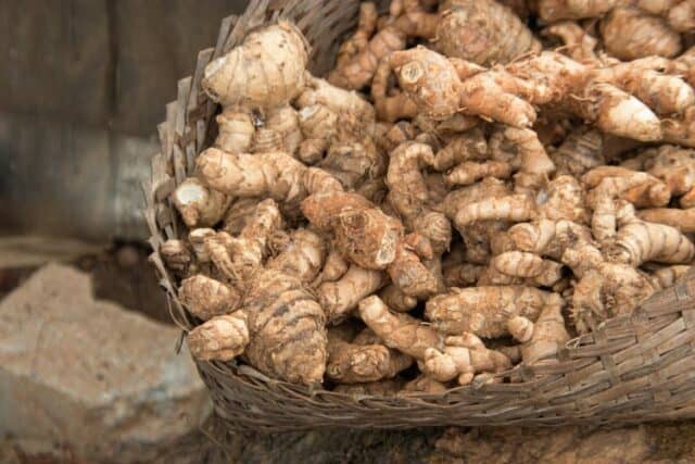 Planting Ginger: The Easiest Way to Grow Your Own