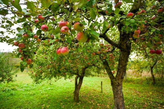 Top 10 Fastest Growing Fruit Trees You Can Plant In Your Garden