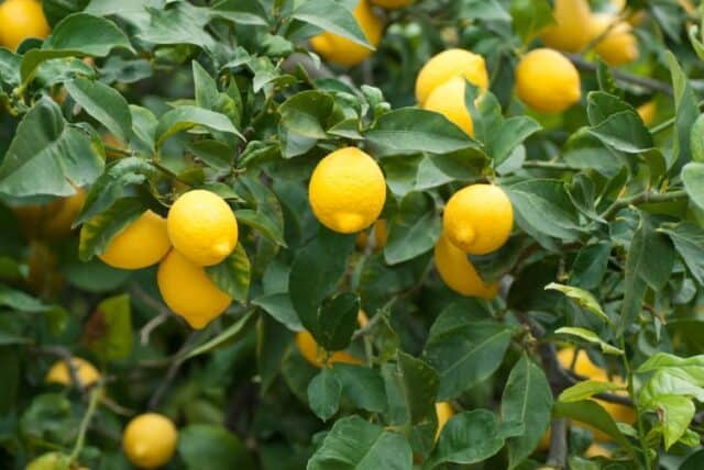 Top 10 Fastest Growing Fruit Trees You Can Plant In Your Garden