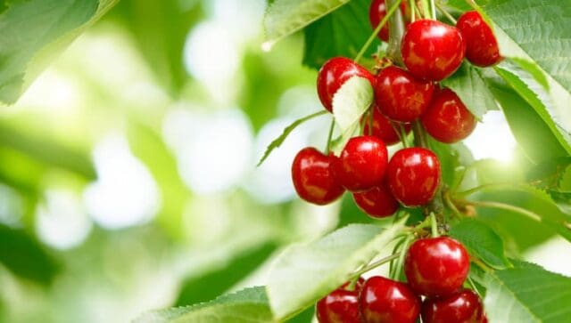 Top 10 Fastest Growing Fruit Trees You Can Plant In Your Garden