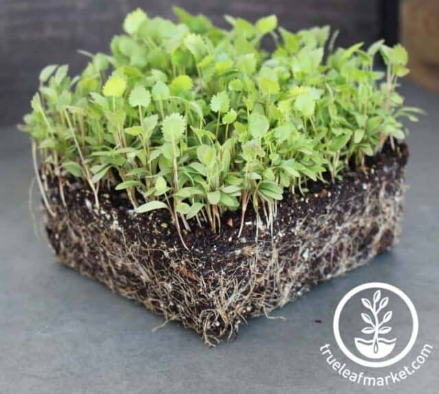 The Ultimate Microgreen Seeds Resource For Buying Online Seeds