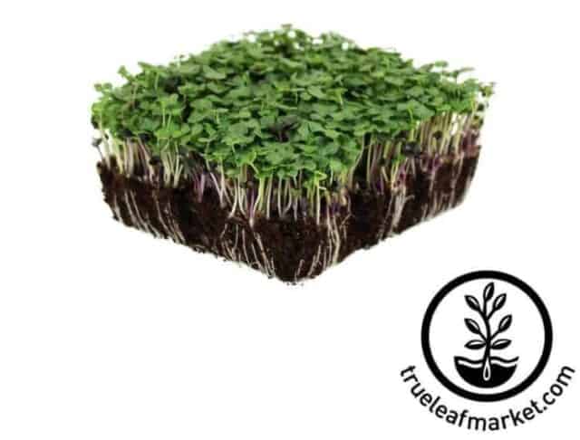 The Ultimate Microgreen Seeds Resource For Buying Online Seeds