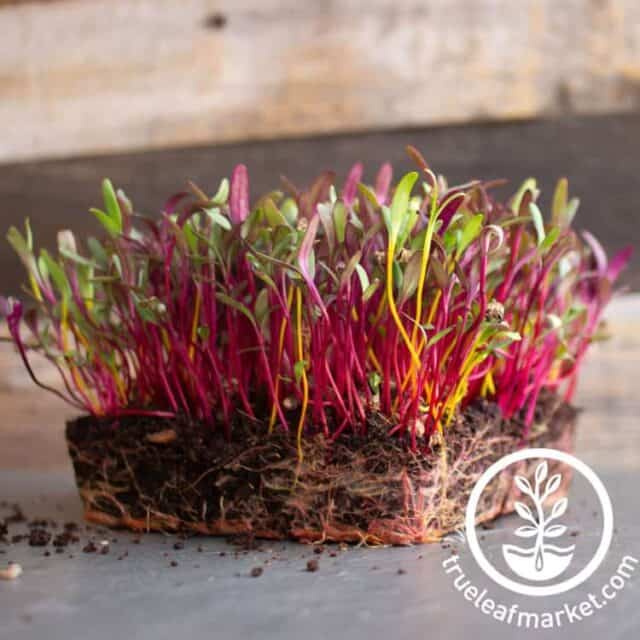 The Ultimate Microgreen Seeds Resource For Buying Online Seeds