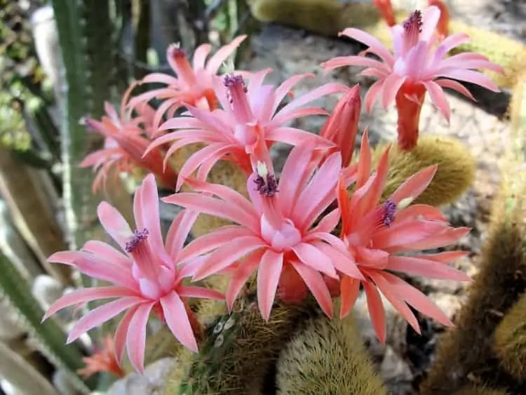 Growing and Caring for a Monkey Tail Cactus: The Ultimate Guide