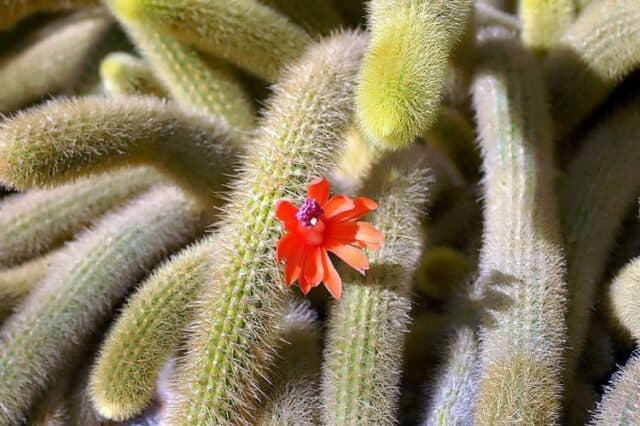 Growing and Caring for a Monkey Tail Cactus: The Ultimate Guide