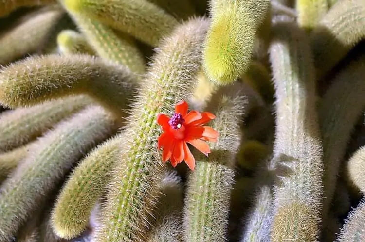 Growing and Caring for a Monkey Tail Cactus: The Ultimate Guide