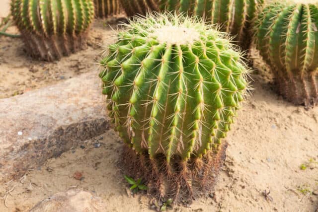 Are Cactus Poisonous? Learn the Truth about Cacti Plants