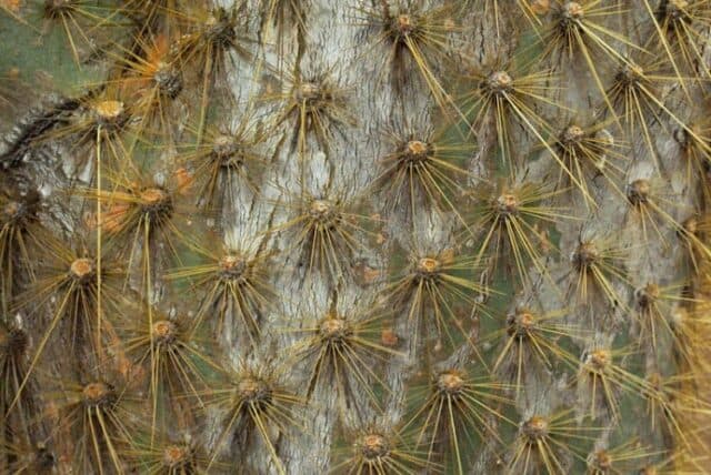 Are Cactus Poisonous? Learn the Truth about Cacti Plants