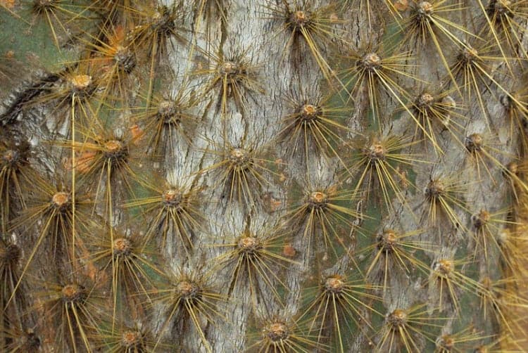 Are Cactus Poisonous? Learn the Truth about Cacti Plants