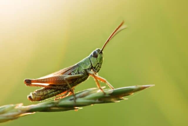Top Green Bugs In Your Garden: Insects with Pictures