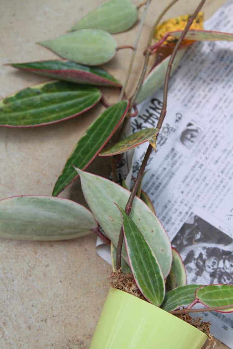 Hoya Macrophylla: Ultimate Growing and Caring Guide