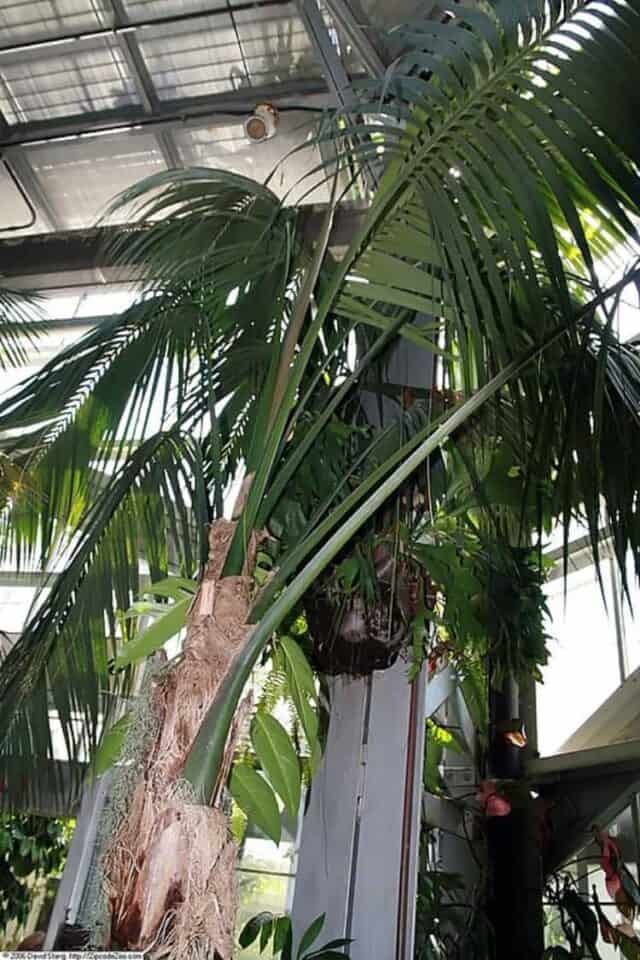 13 Best Indoor Palm Plants: The Ultimate Guide