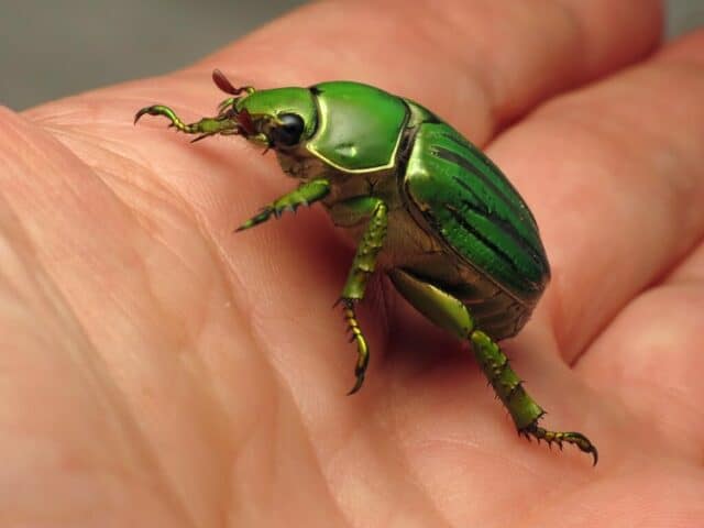 Top Green Bugs In Your Garden: Insects with Pictures