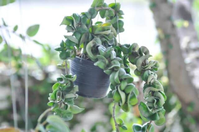 Hoya Compacta: Ultimate Growing and Caring Guide