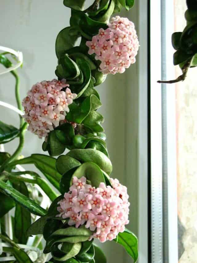 Hoya Compacta Care: Ultimate Plant Growing Guide