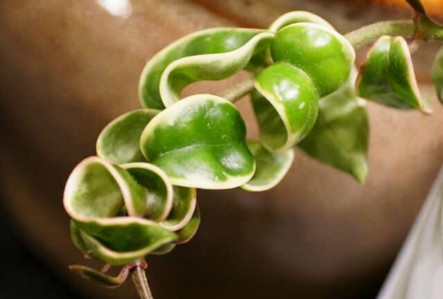 Hoya Compacta Care: Ultimate Plant Growing Guide