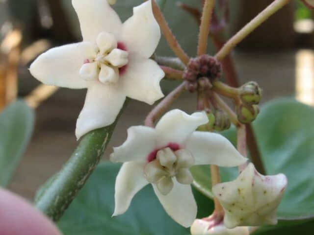 Hoya Australis Care: Successful Plant Growing Guide