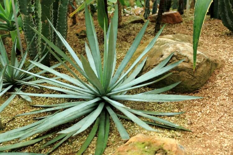 12 Best Plants With Spiky Leaves: Stunning Plants With Spikes 2025