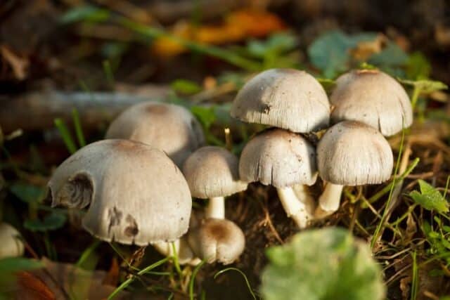 Are Mushrooms Decomposers? What Are Their Benefits?