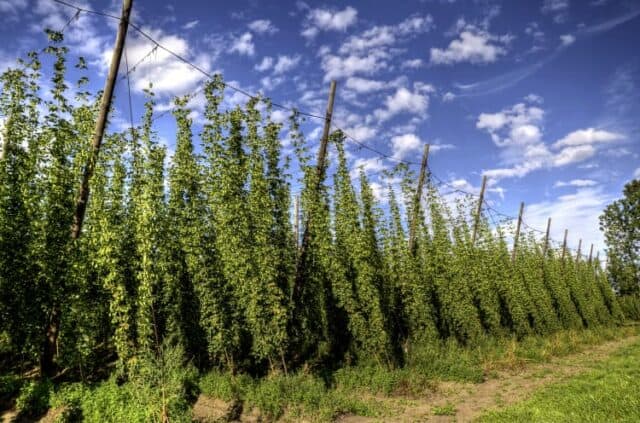 Bine Plant - Everything You Need to Know