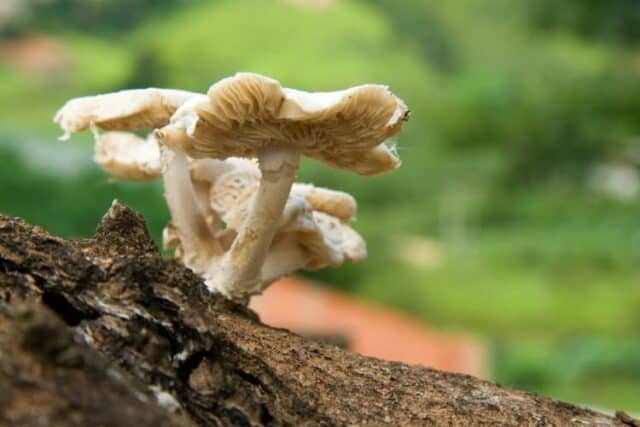 Are Mushrooms Decomposers? What Are Their Benefits?