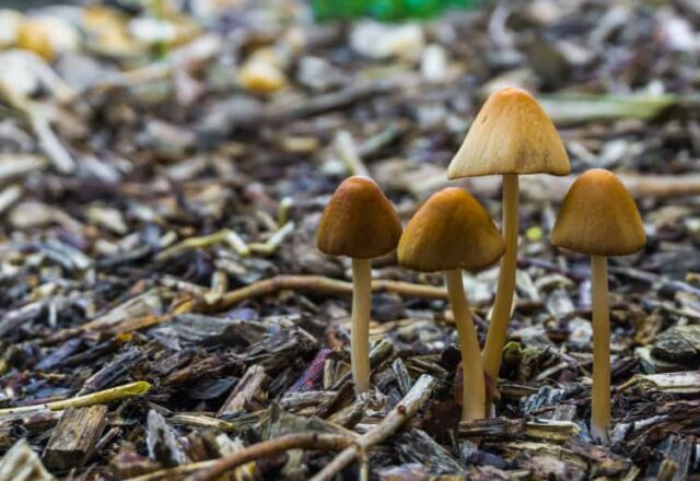 Are Mushrooms Decomposers? What Are Their Benefits?