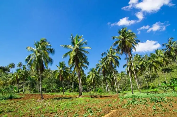 A Guide to Palm Tree Roots: How to Care for Yours and Identify Problems