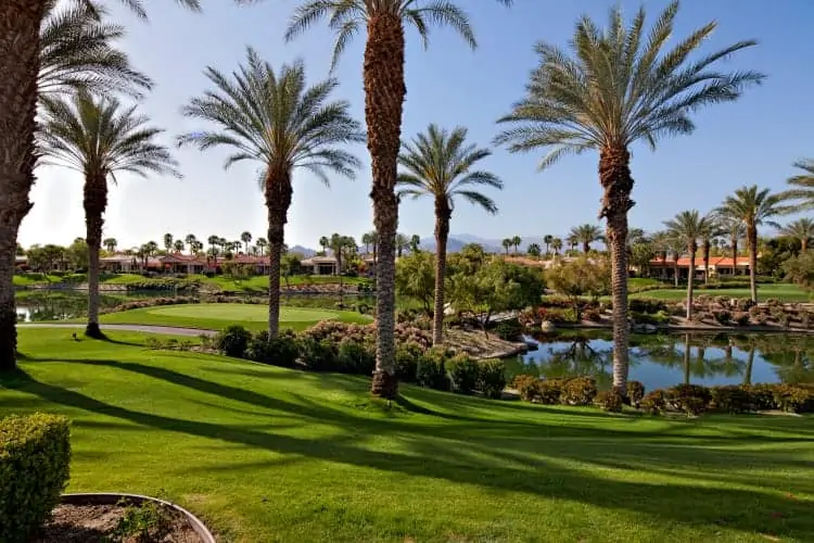 A Guide to Palm Tree Roots: How to Care for Yours and Identify Problems