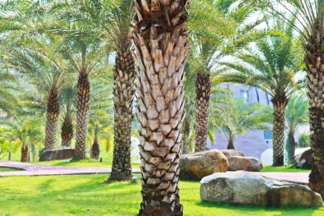 A Guide to Palm Tree Roots: How to Care for Yours and Identify Problems