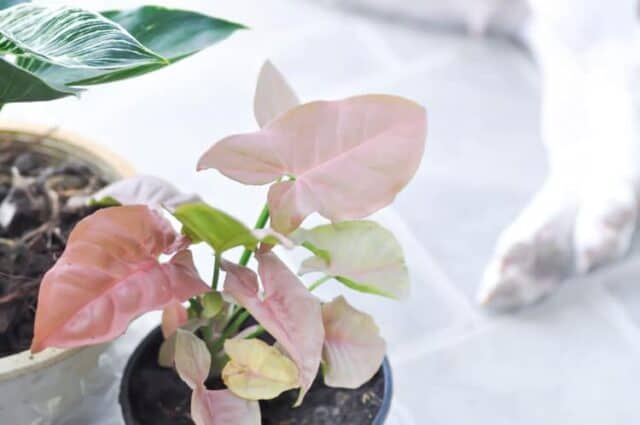 Pink Syngonium Care: Successful Plant Growing Guide
