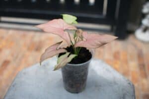 Pink Syngonium: Successful Growing and Care Guide