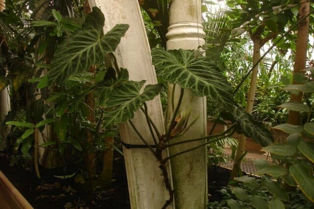 Philodendron Verrucosum Care: Successful Plant Growing Guide
