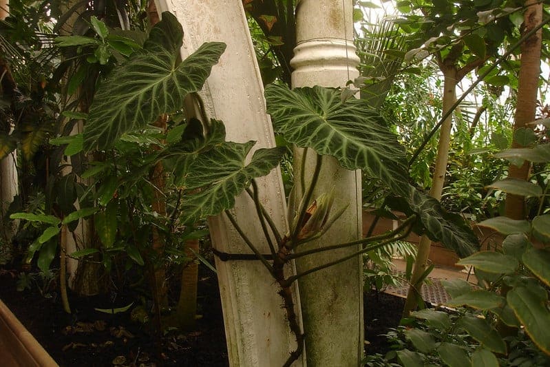 Philodendron Verrucosum Care: Successful Plant Growing Guide