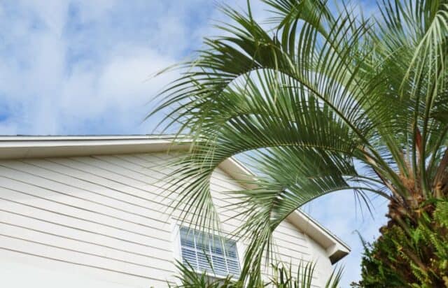 A Guide to Palm Tree Roots: How to Care for Yours and Identify Problems