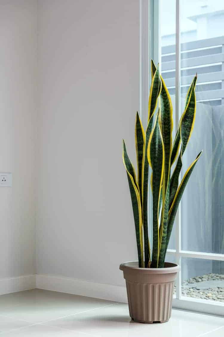 Do Snake Plants Need Light? Here are their Light Requirements
