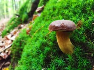 Are Mushrooms Decomposers? What Are Their Benefits?