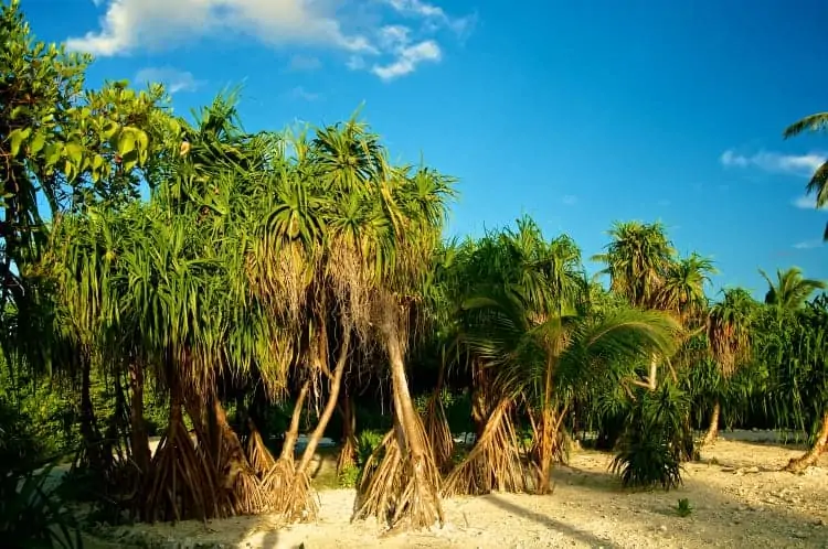 A Guide to Palm Tree Roots: How to Care for Yours and Identify Problems